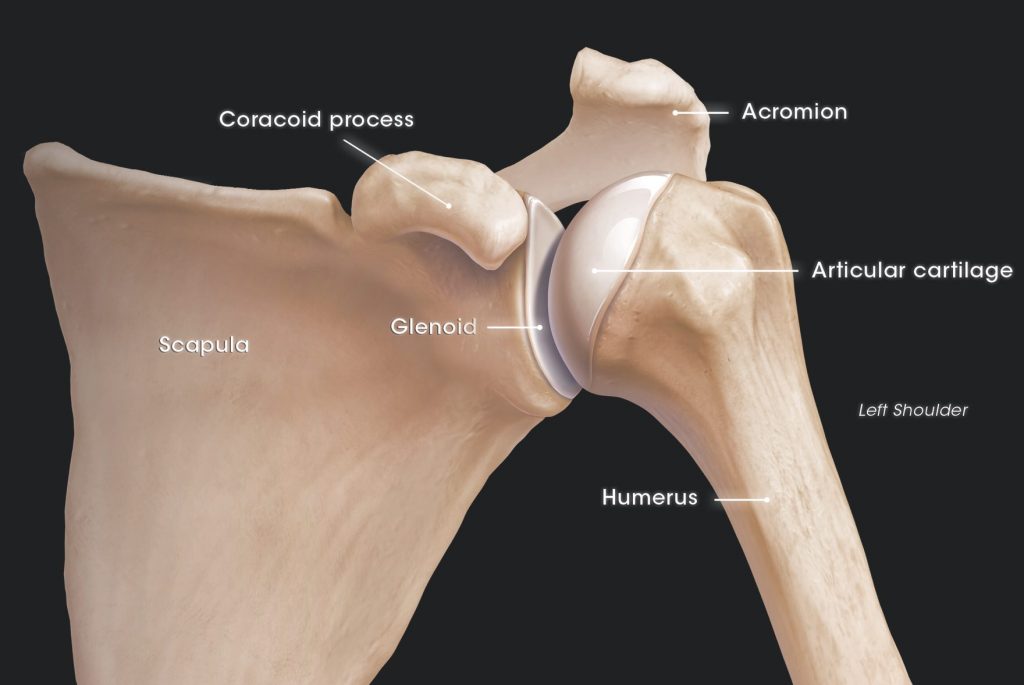 HUB Shoulder Nathan Faulkner MD Denver CO
